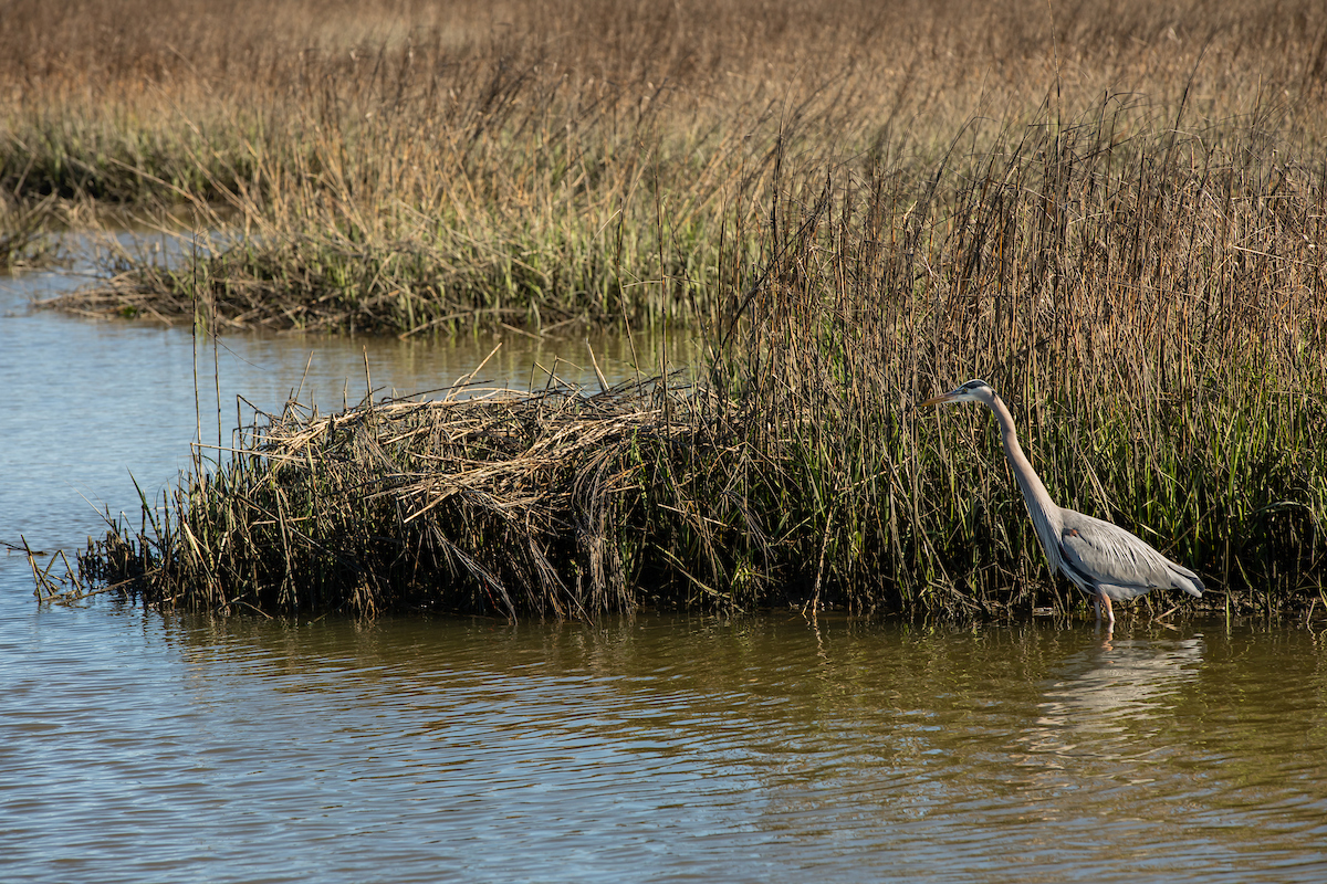 Best Places to Birdwatch in Myrtle Beach - Ocean Reef Myrtle Beach Resort